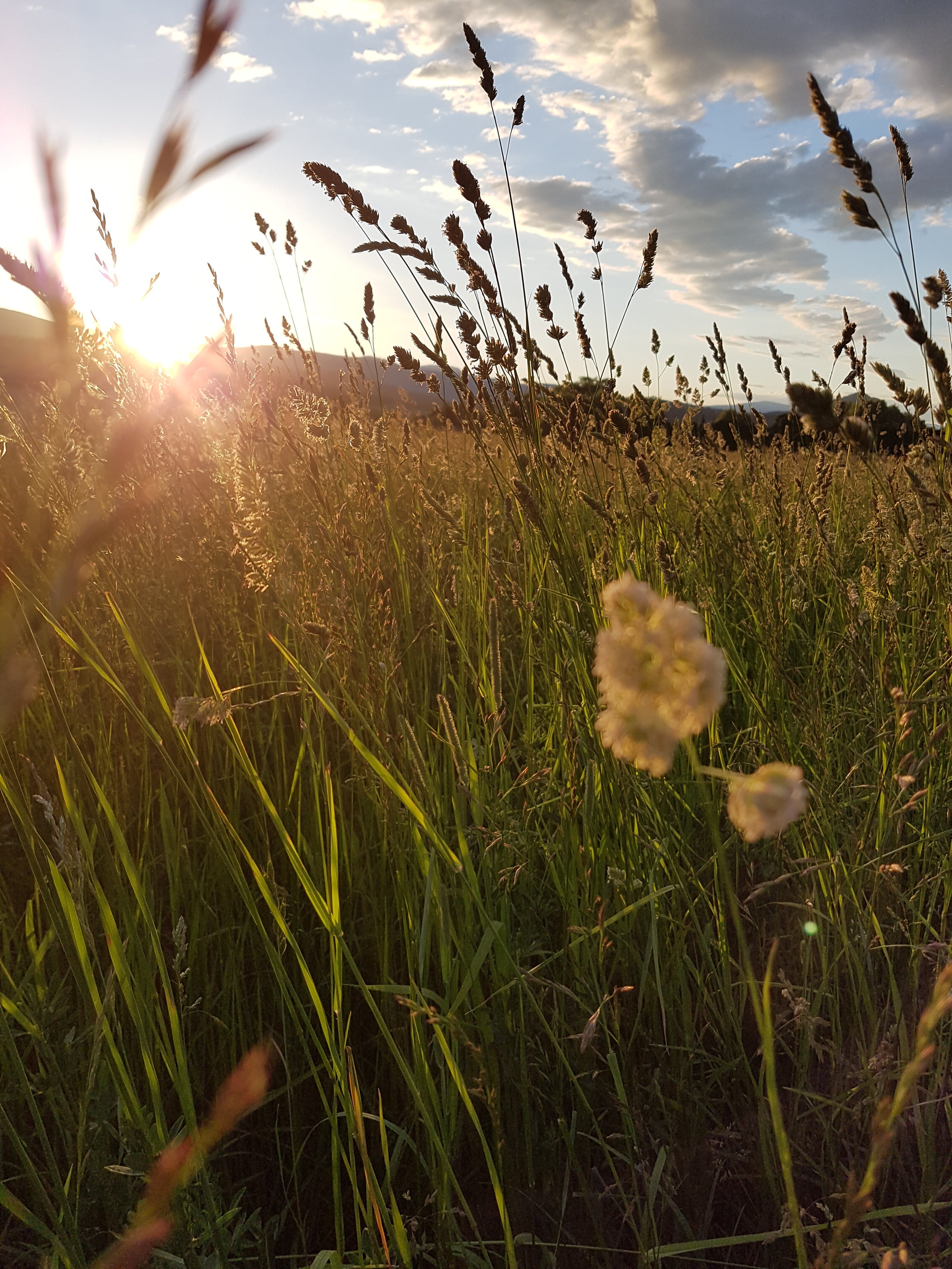 Grasses – Wild Bloom Nursery