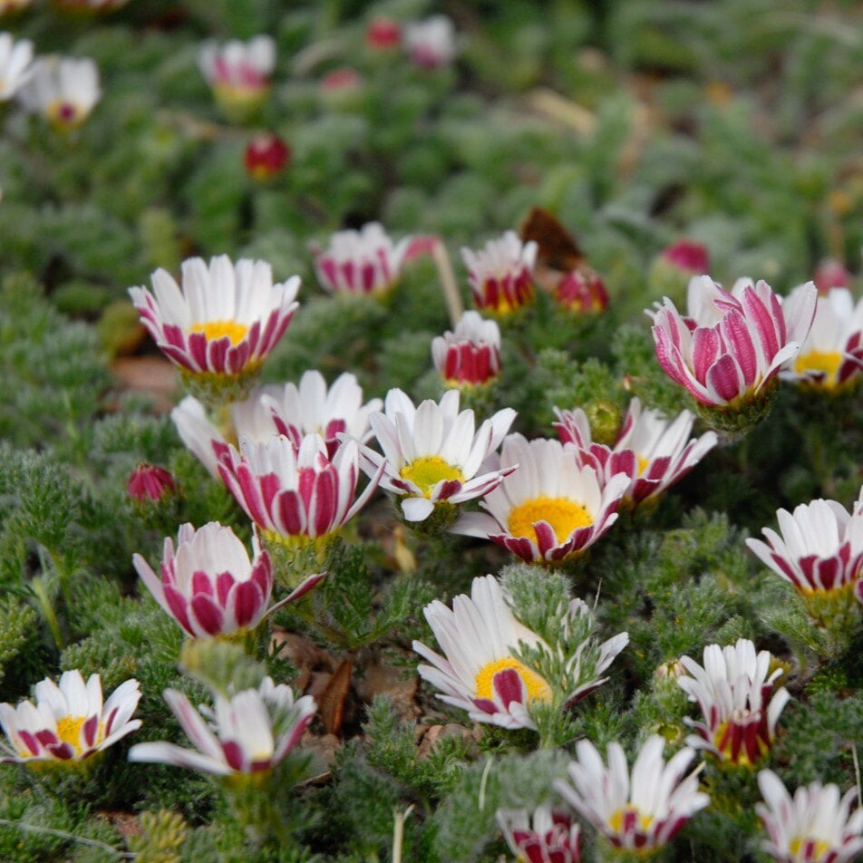 Anacyclus pyrethrum ‘Silver Kisses/ Silver Kisses ‘Mount Atlas Daisy ...