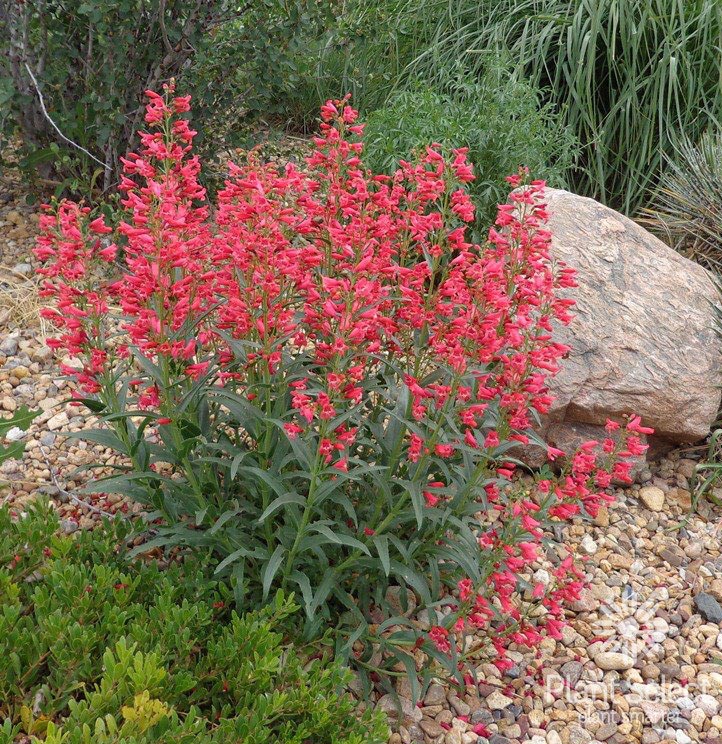 Penstemon barbatus 'Coral Baby'/Coral Baby Penstemon – Wild Bloom Nursery