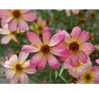 Coreopsis 'Permathread™ Shades of Rose' Tickseed – Wild Bloom Nursery